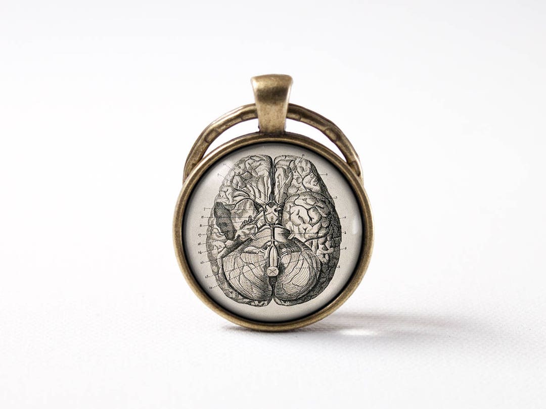 Brain Anatomy Keychain Nurse Gift Keyring Neuroscience Anatomical Key ...