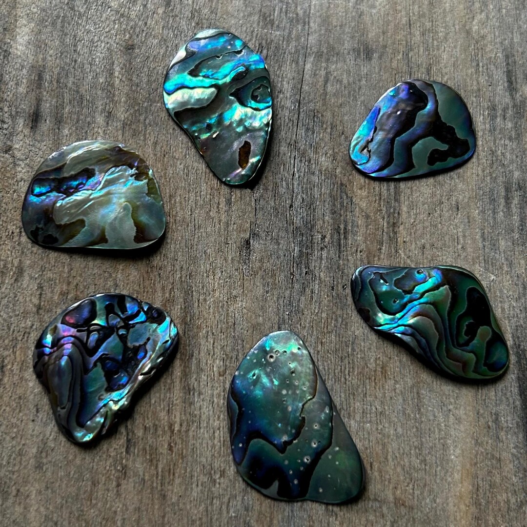Paua Abalone Shells - Etsy