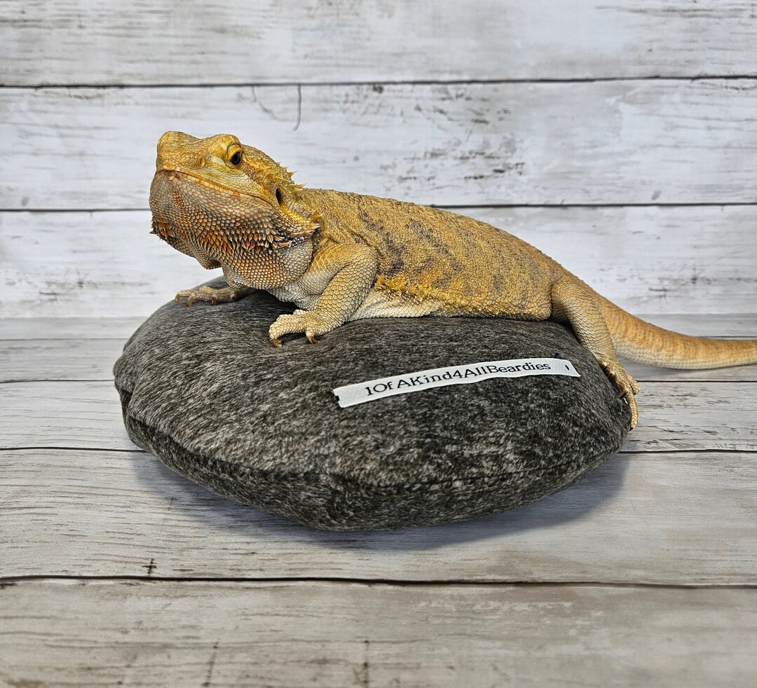 Bearded Dragon Bed Bearded Dragon Bean Bag (bed is Similar to a Bean ...