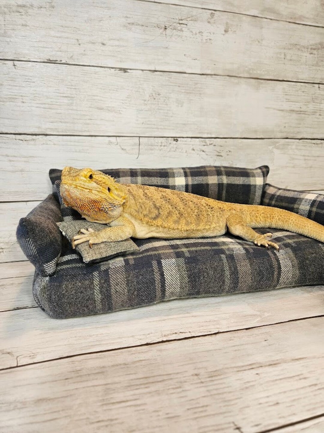 Bearded Dragon Couch Bearded Dragon Sofa - Etsy