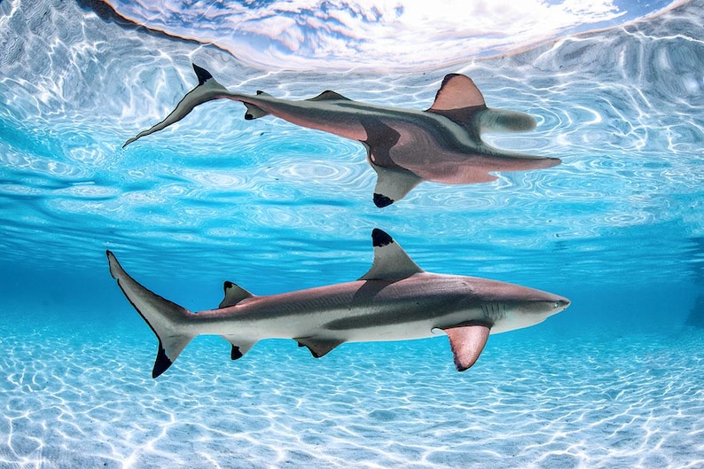 Photo Print | Reef Shark Reflections - Etsy