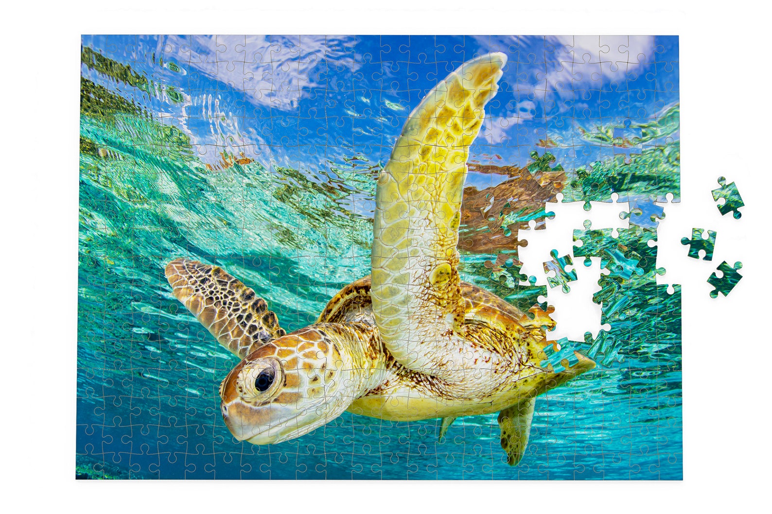 1000 Piece Green Sea Turtle Jigsaw Puzzle | Etsy