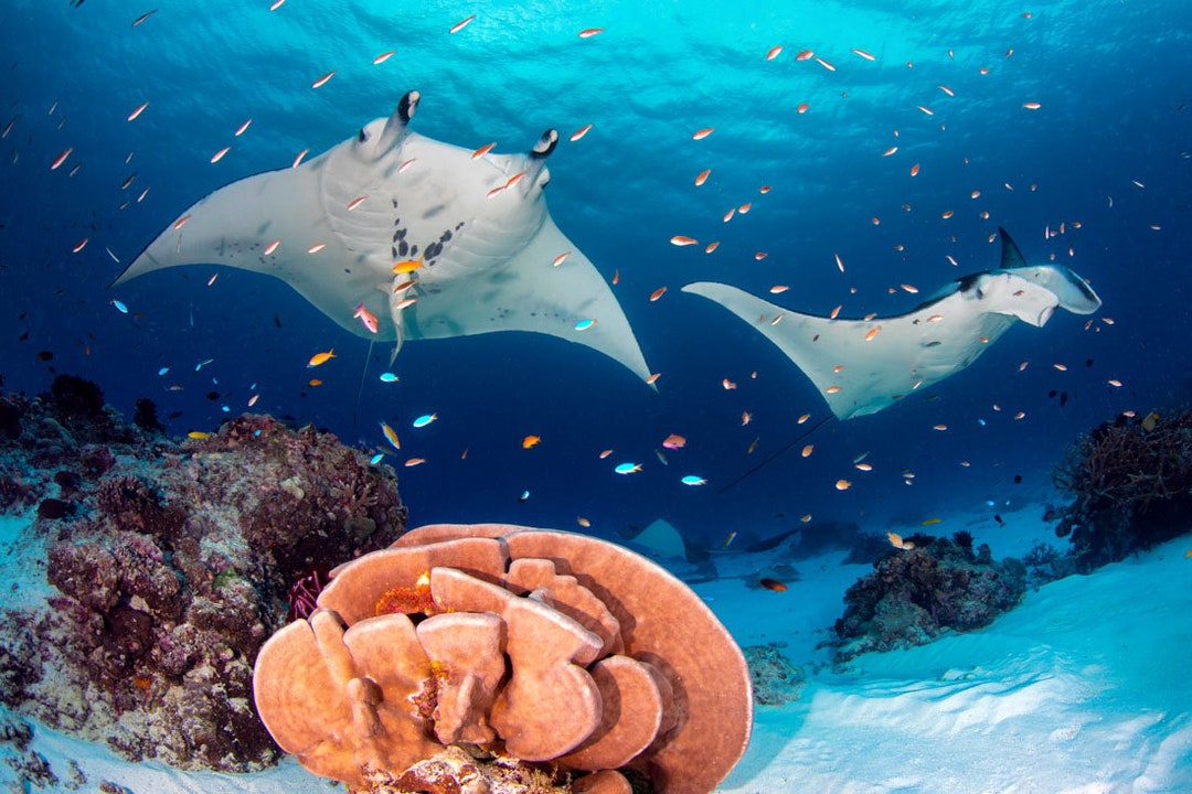 Photo Print | Manta Rays - Great Barrier Reef - Etsy