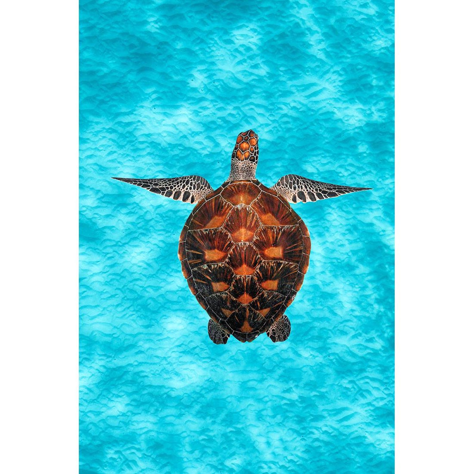 Photo Print | Sea Turtle Clarity Vertical - Etsy