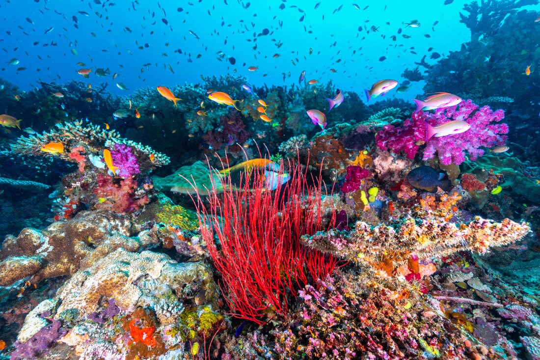 Photo Print | the Rainbow Reef - Coral Reef Print - Etsy