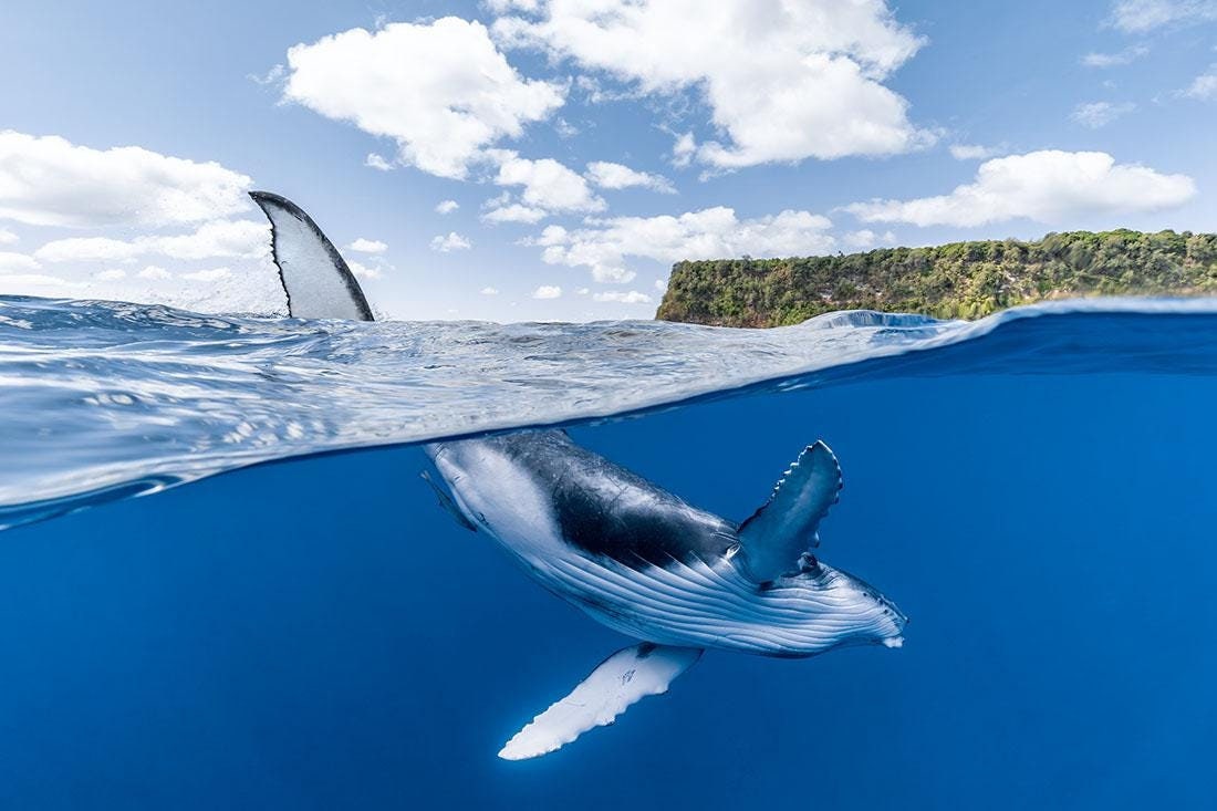 Photo Print | the Ocean Dancer Humpback Whale - Etsy