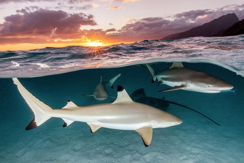 Photo Print | Shark and Ray Lagoon Sunrise - Etsy