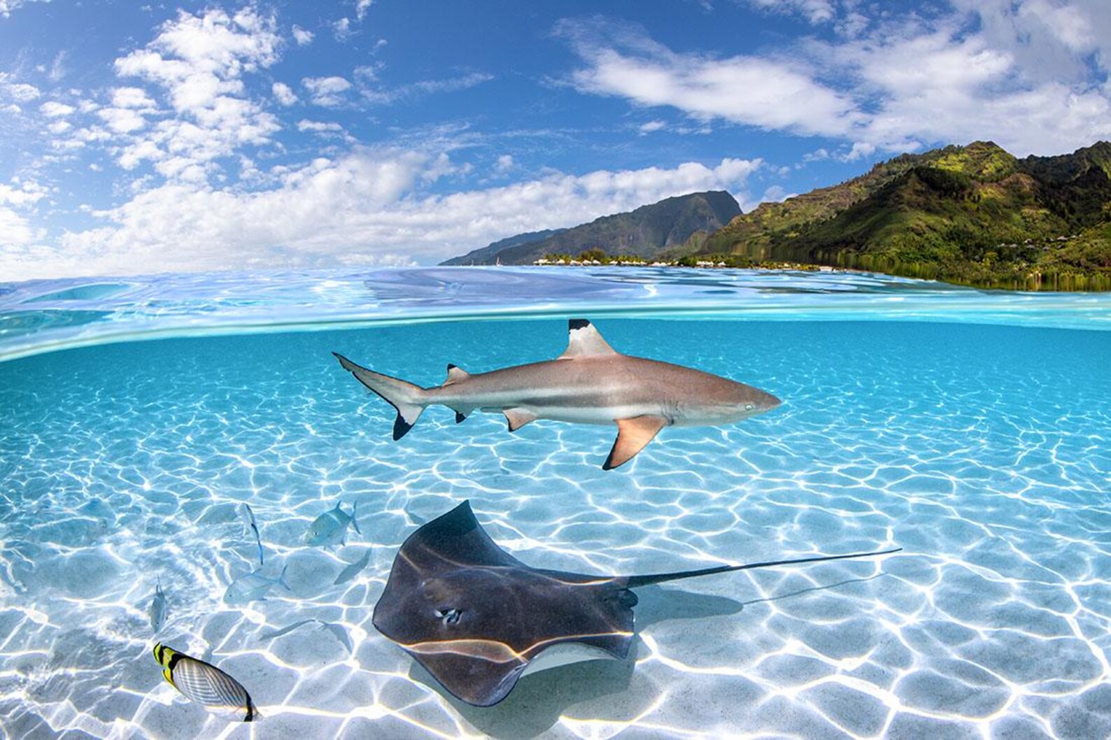 Photo Print | Shark and Ray Lagoon | French Polynesia - Etsy