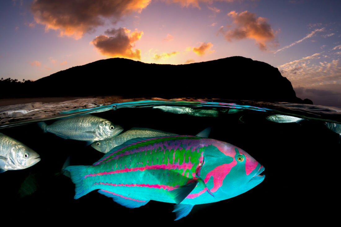 Photo Print | Surge Wrasse Sunset - Tropical Fish Print - Etsy
