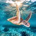 Photo Print | Gliding in the Golden Light Turtle - Etsy