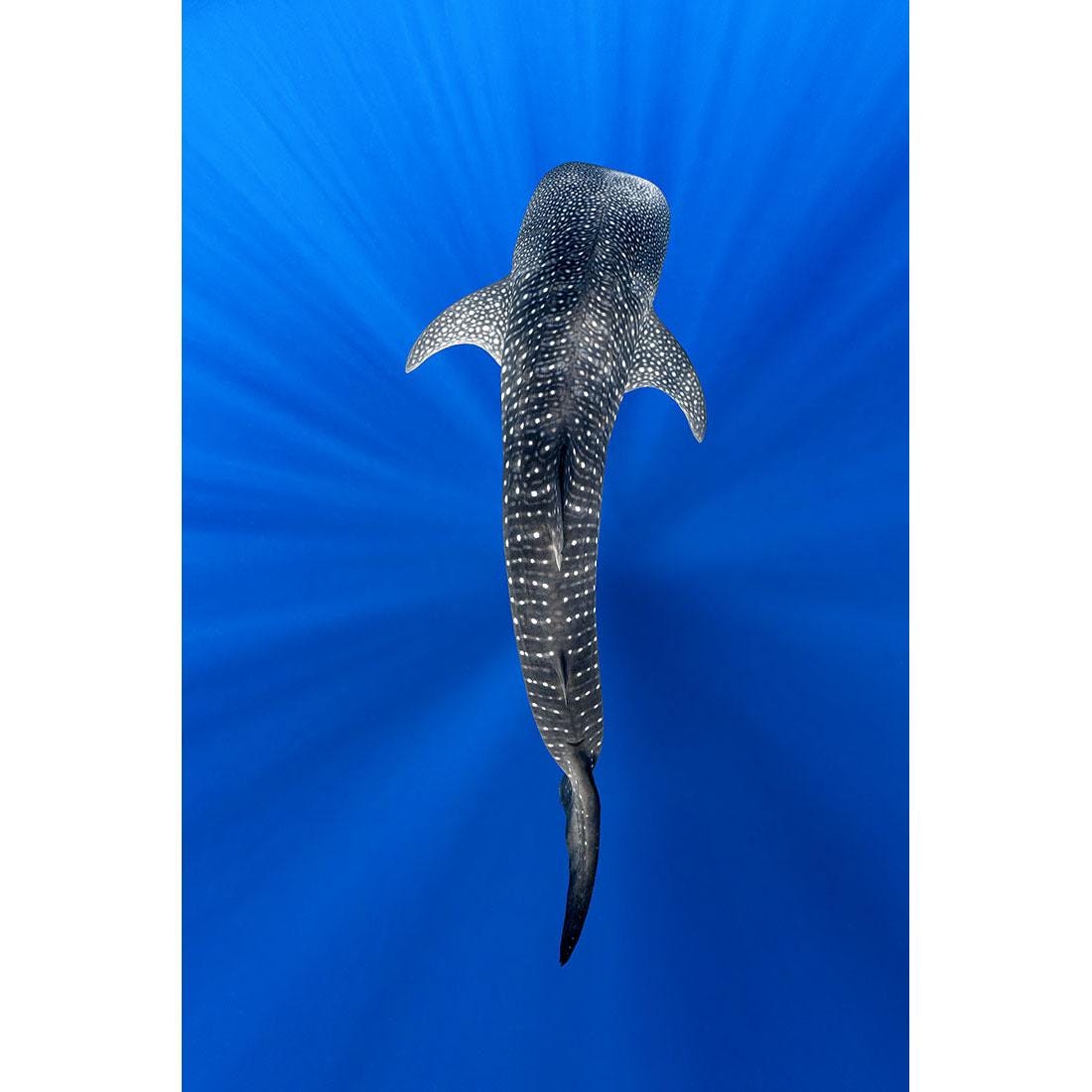 Photo Print | Whale Shark Light Rays Ningaloo Reef - Etsy