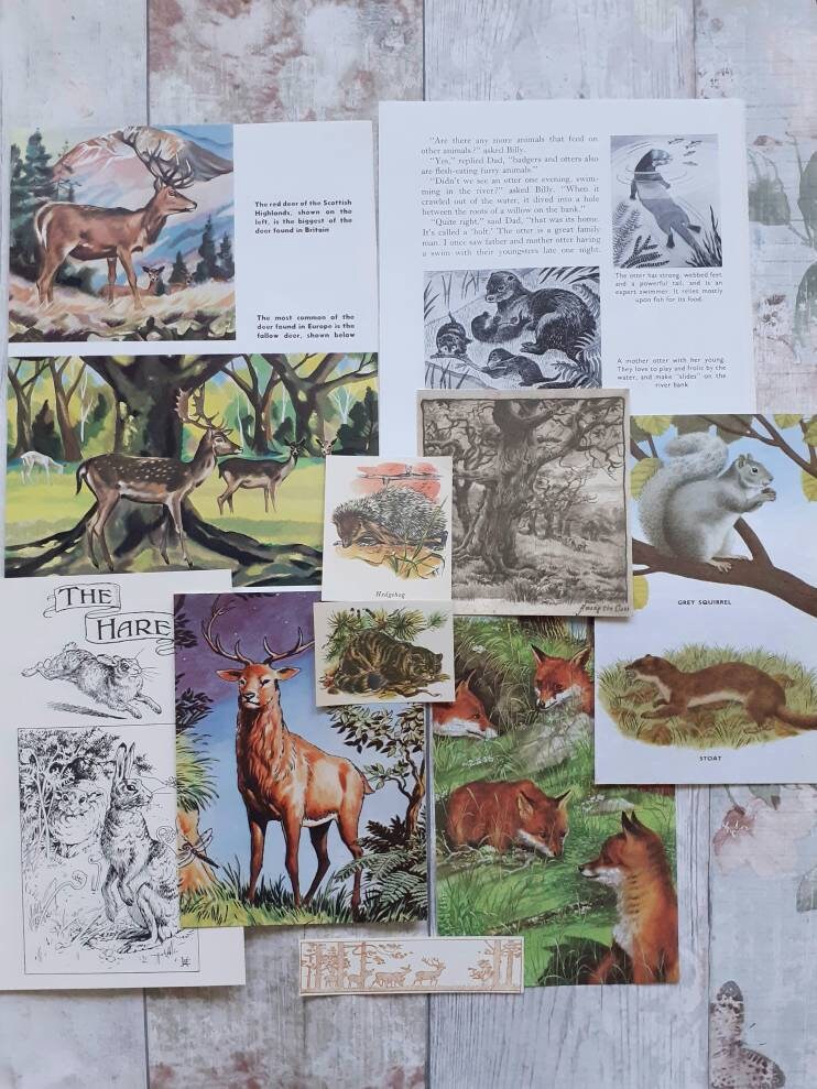Woodland Paper Ephemera Pack. 40 Piece Papercraft Kit. Deer - Etsy