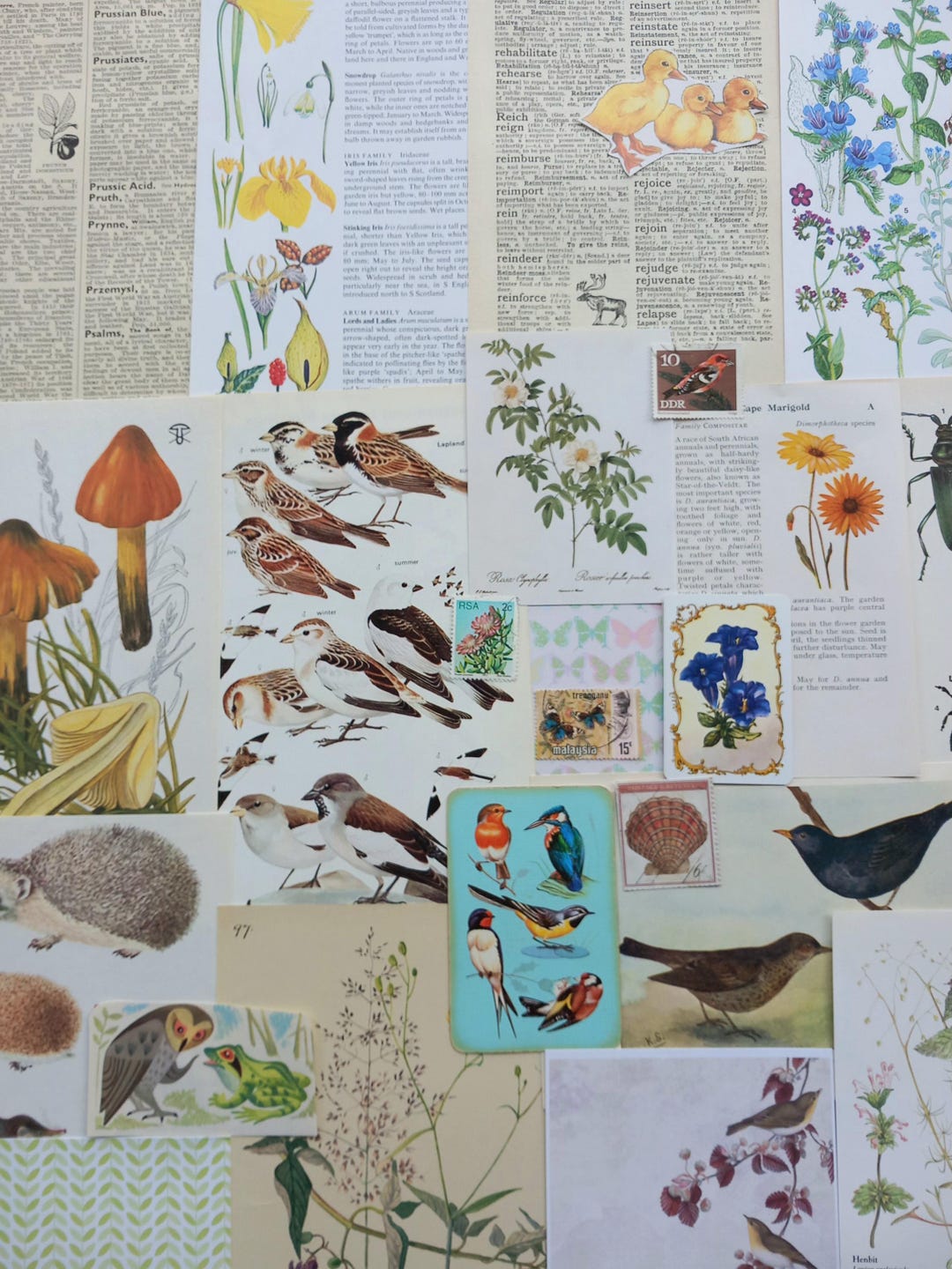 Nature Themed Ephemera Pack. 25 Piece Nature Ephemera. Birds Animals ...