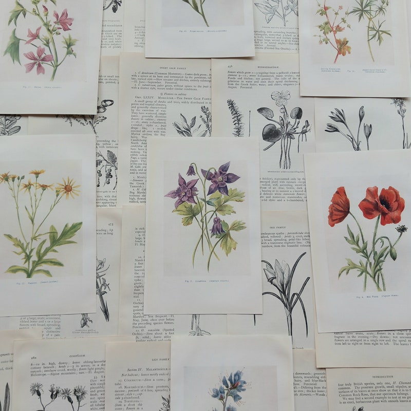 Botanical Book Plate - Etsy