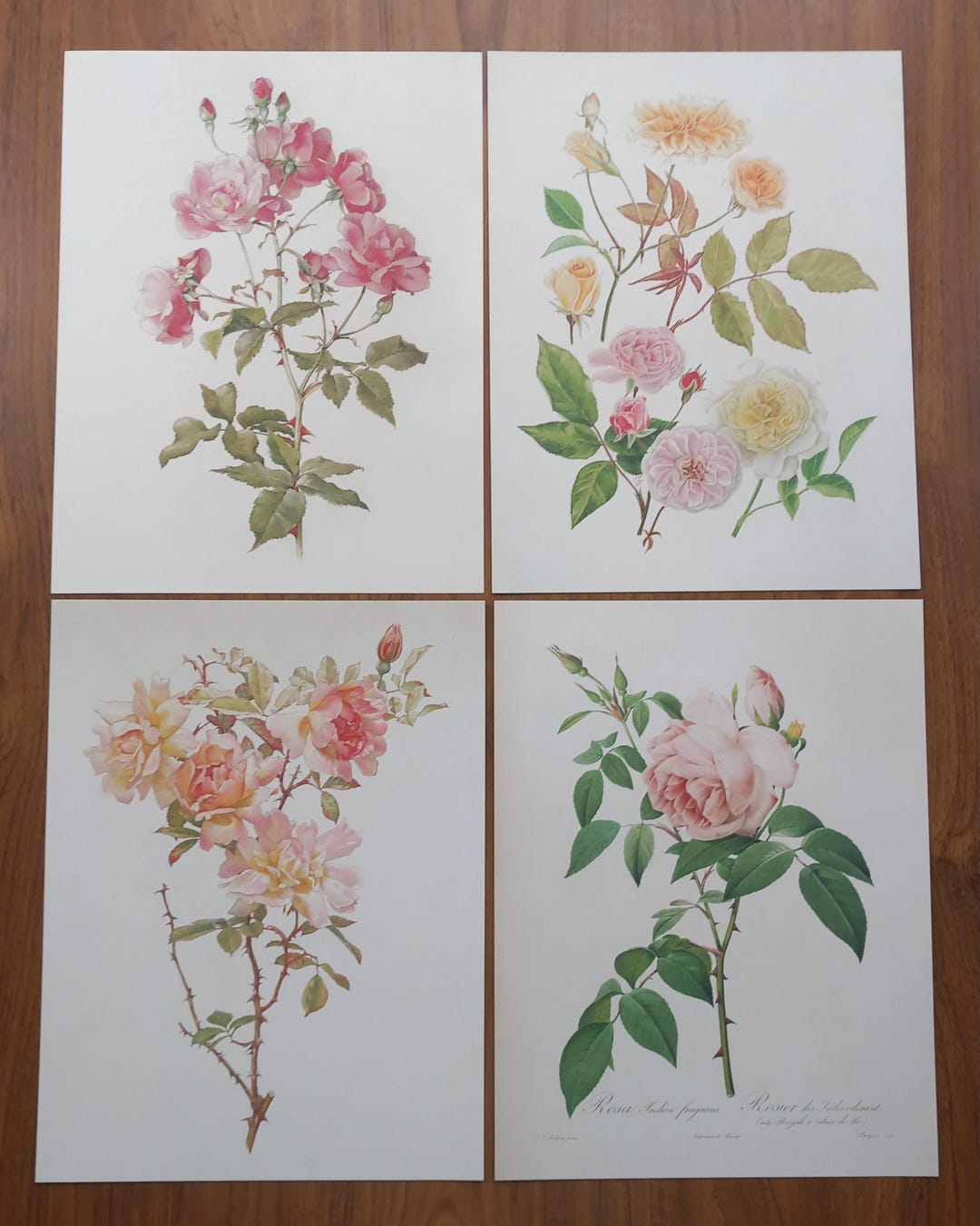 Vintage Rose Pictures. Set of Four Rose Illustrations. Rose Pictures to ...
