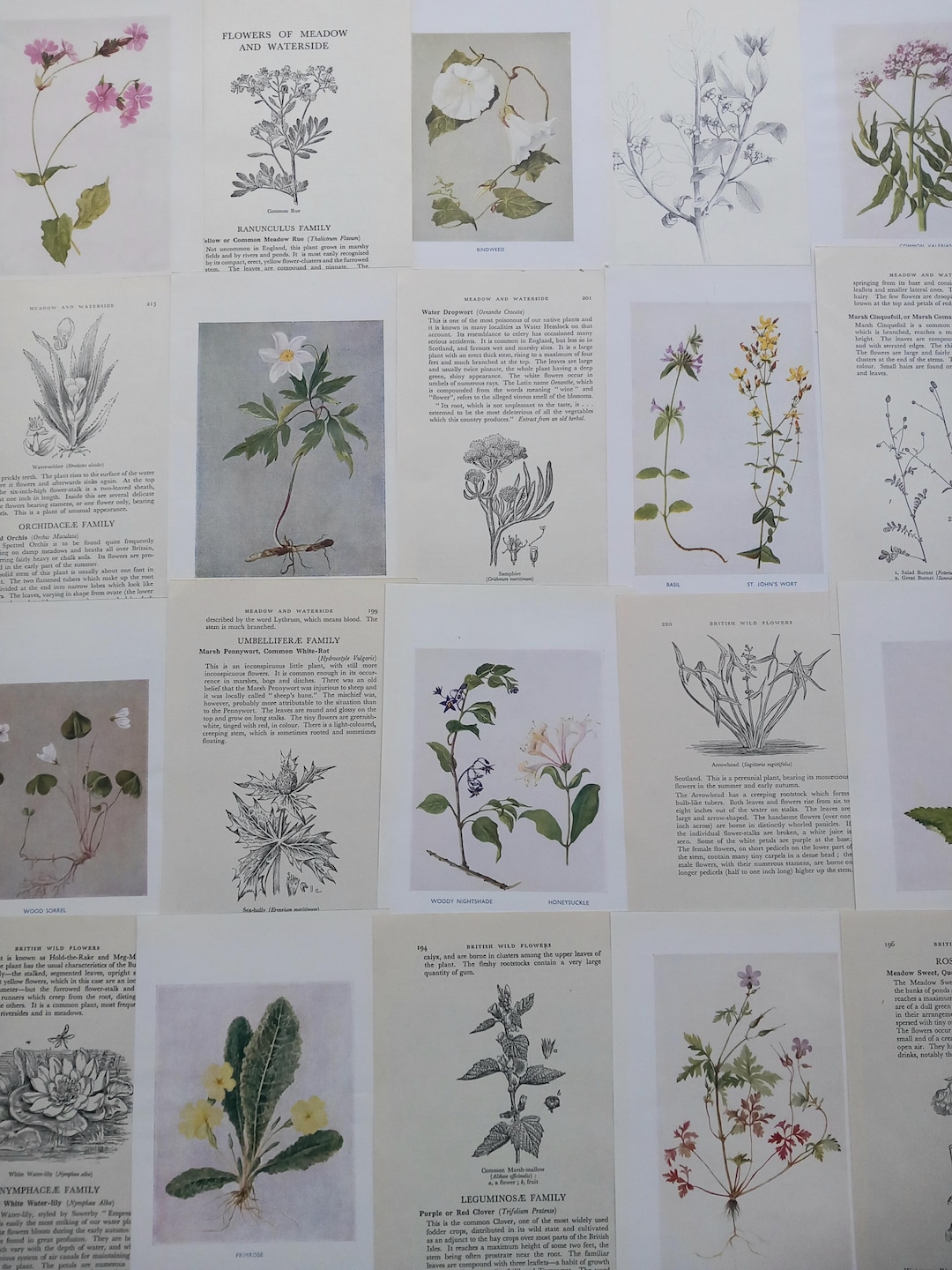 Vintage Botanical Book Pages. 20 Vintage Floral Book Pages. 1950s ...