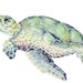 Kemp's Ridley Watercolor Print. Sea Turtle Art Print. - Etsy