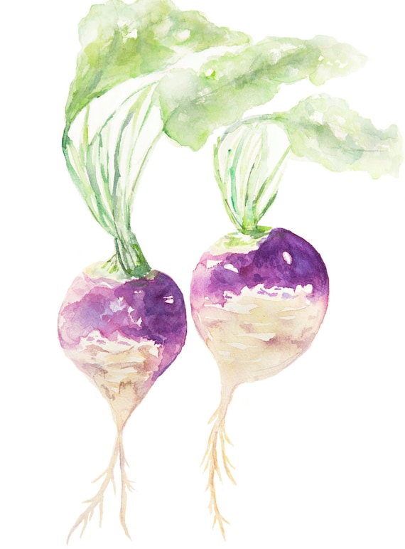 Turnip Painting Turnip Art Print In Multiple Sizes • Giclée Print