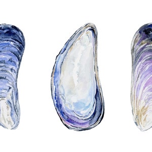Three New England Mussels Watercolor Print. Mussel Art. Watercolor Art ...