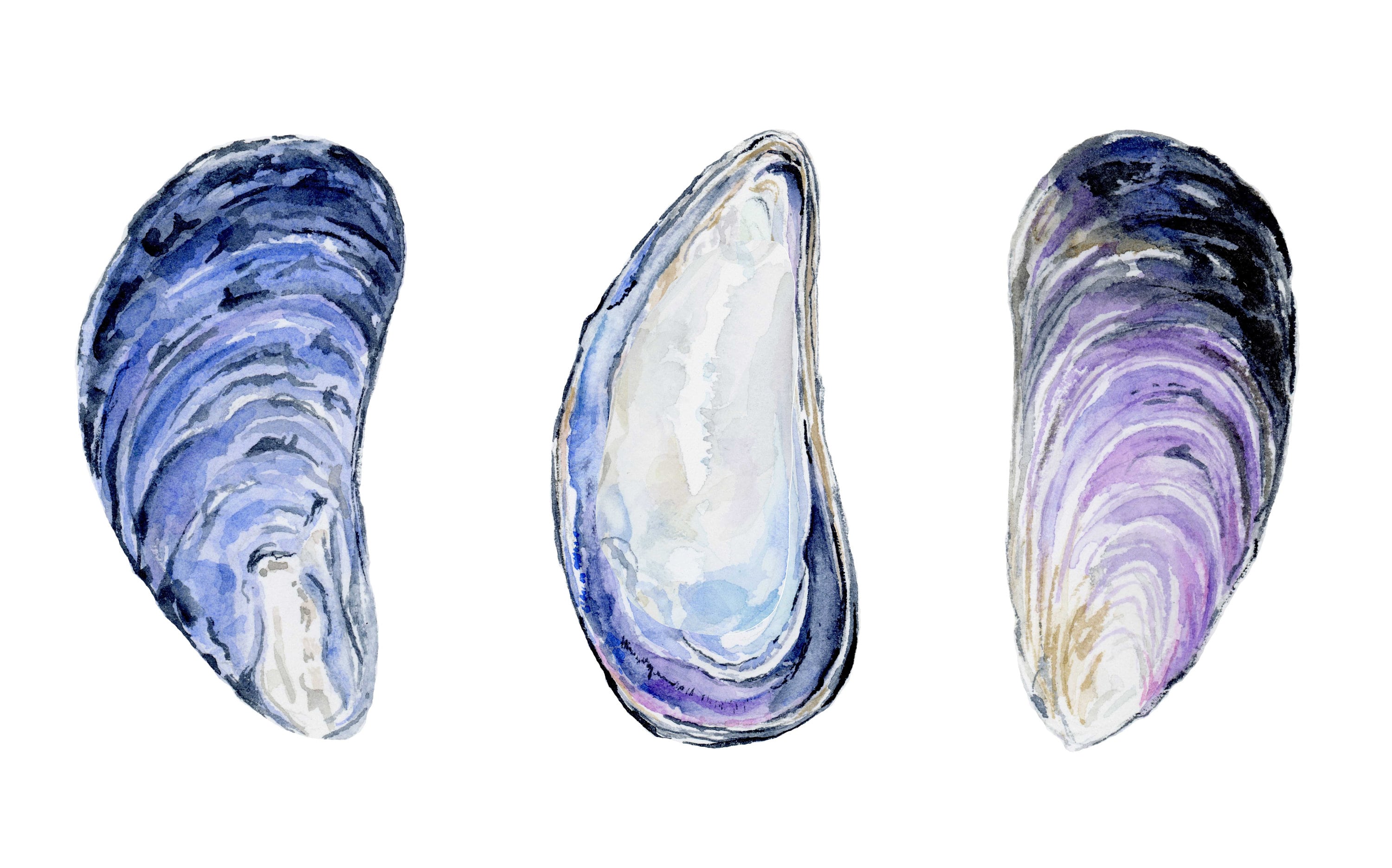 Three New England Mussels Watercolor Print. Mussel Art. Watercolor Art ...