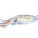 Cuttyhunk Harbor Squid Print. Watercolor Squid Art Print. Fine Art ...