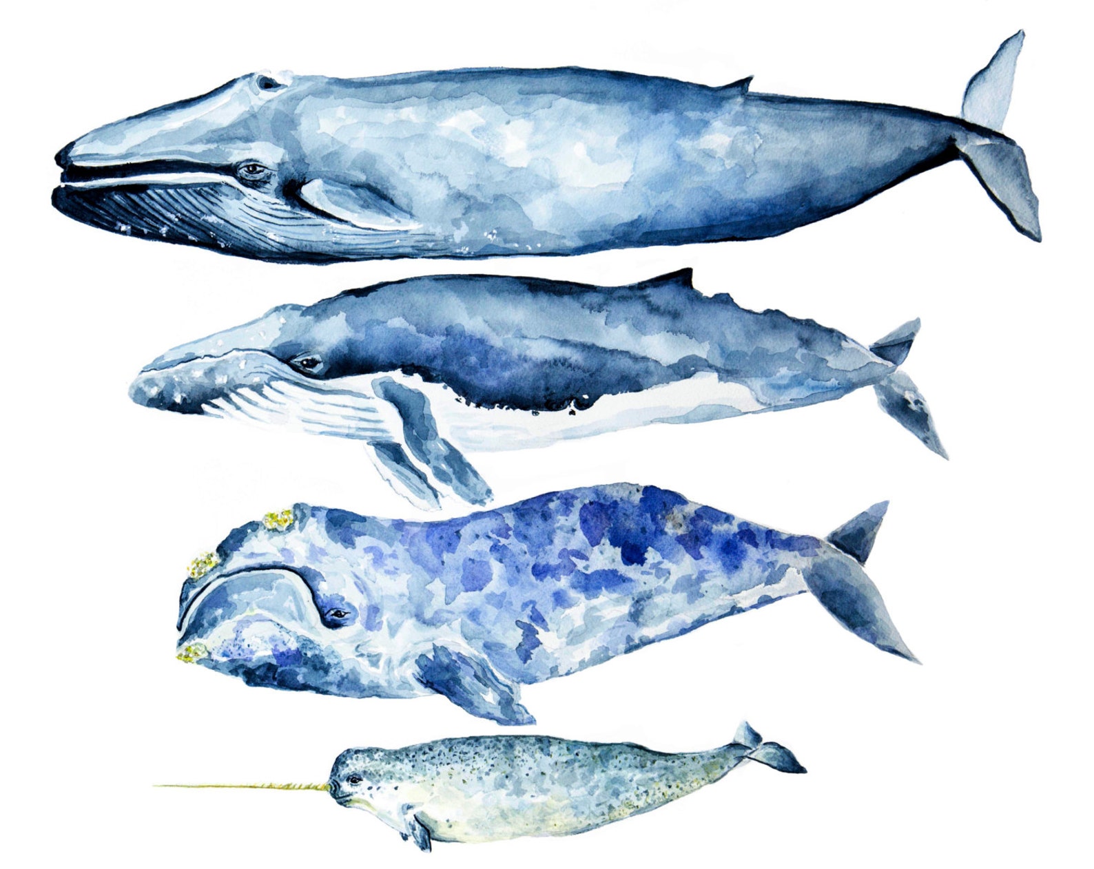 Whale Watercolor Print. Whale Art. Narwhal Print. Coastal - Etsy