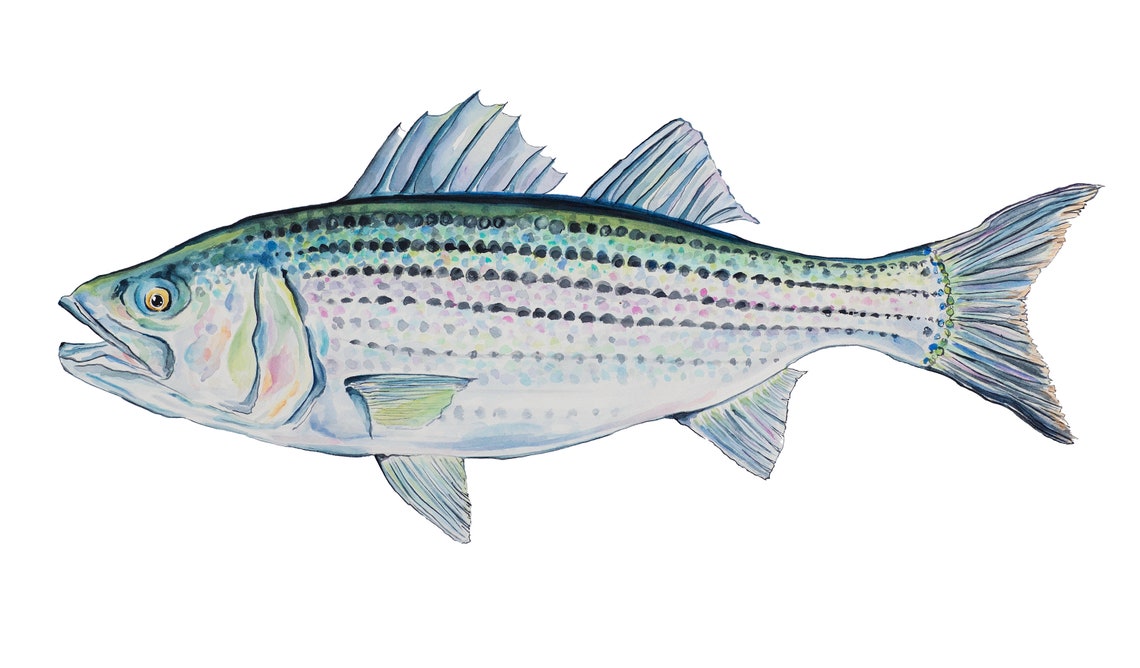 Striped Bass Watercolor Print. Fish Art. Fish Print. Coastal - Etsy
