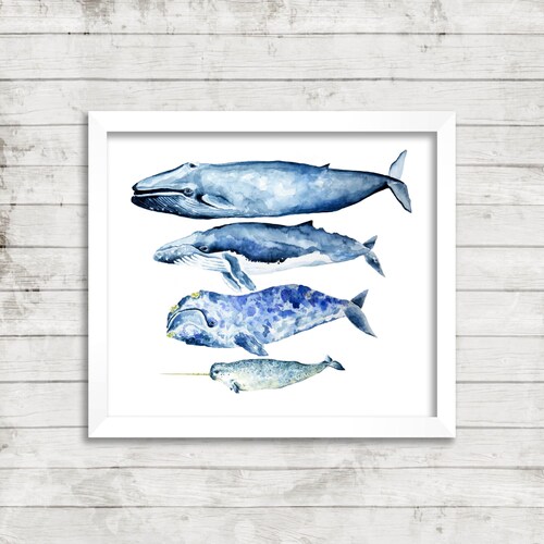 Whale Watercolor Print. Whale Art. Narwhal Print. Coastal - Etsy