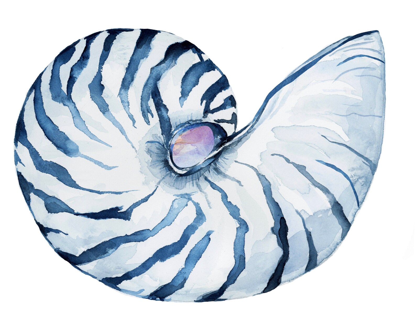 Nautilus Watercolor Print. Nautilus Art Print. Blue Shell. - Etsy