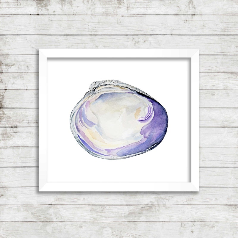 Quahog Shell - Etsy