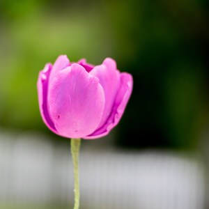 Purple Tulip Sugar Flower Cake Topper for Springtime and Mother's Day ...