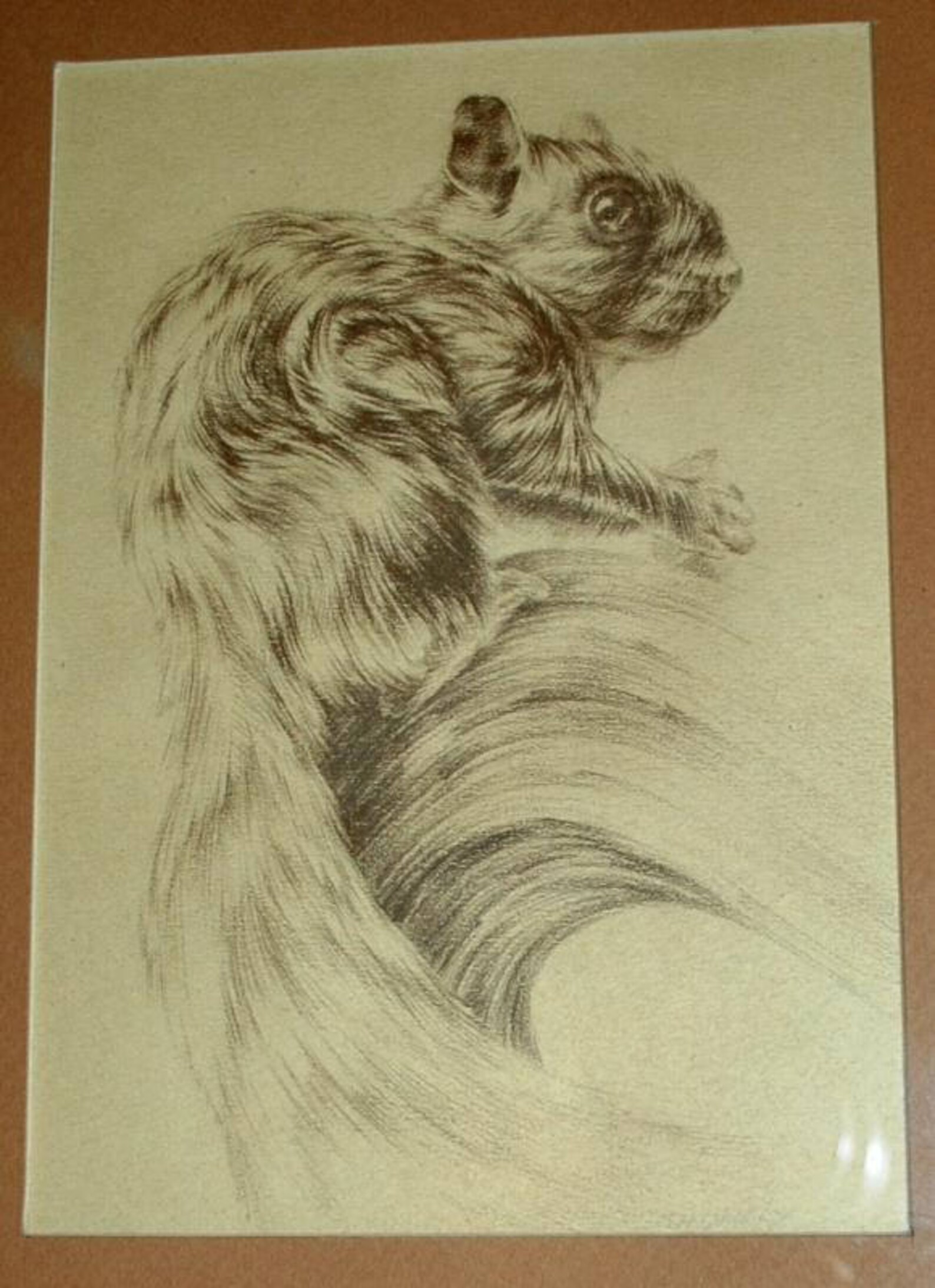 Monotone Drawing Squirrel Signed Shively ( George Shively) - Etsy