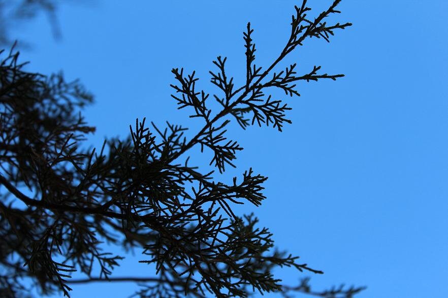 Cedar Tips - Fresh Organic Herbs, Wild Harvested Daily From the ...