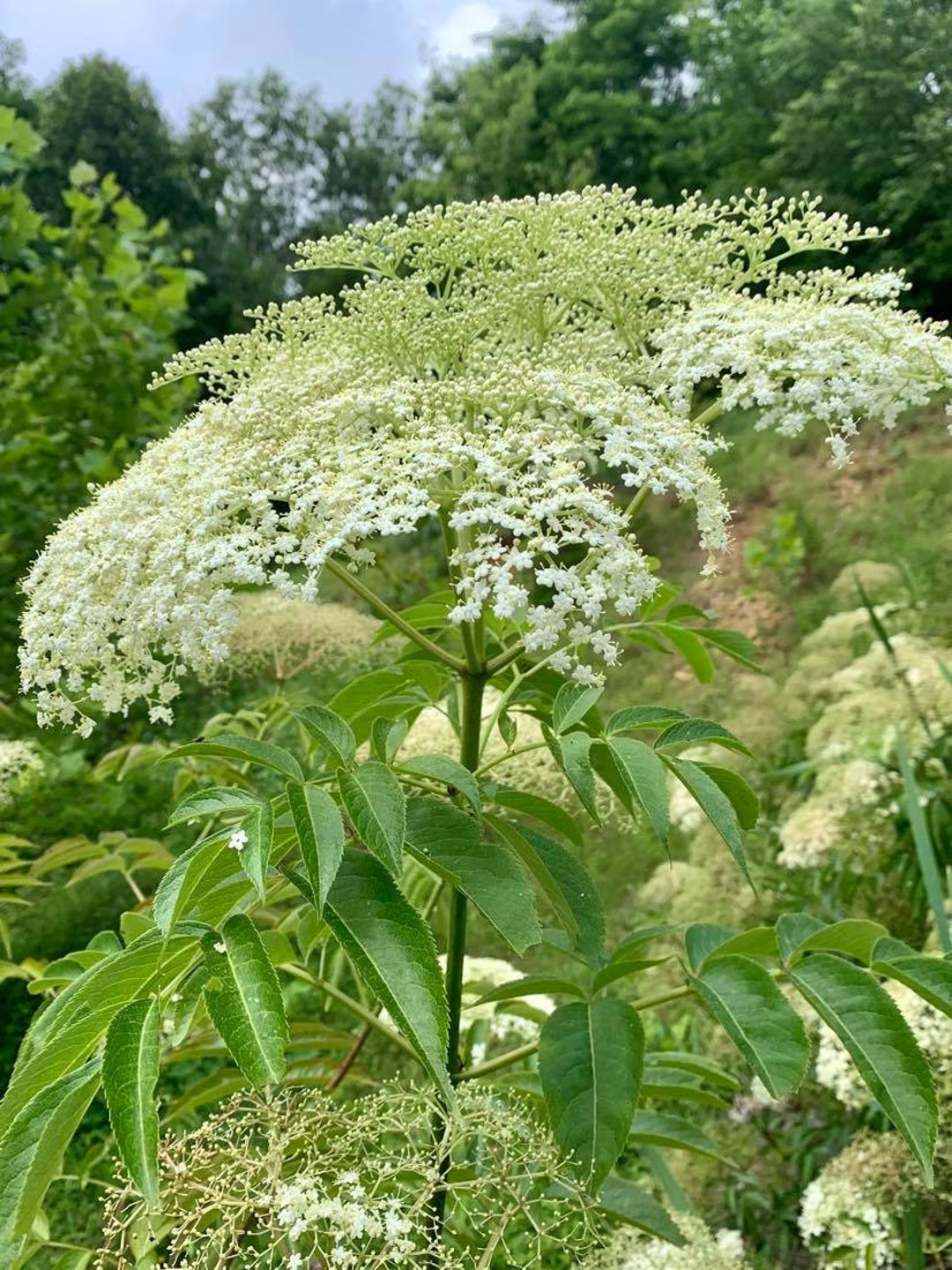 Elderberry Flowers, Dried - Wild Harvest From the Appalachian Mountains ...