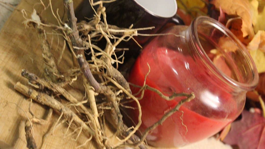 Wild Carrot Root - Wild Harvested in the Appalachian Mountains - Etsy