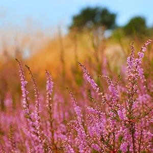 Heather Seeds - Grow Your Own Herbs! - Etsy