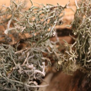 Usnea Powder - Powdered Lichen's From the Appalachian Mountains - Etsy