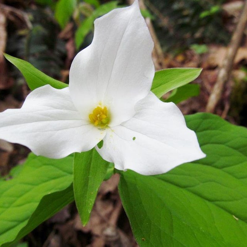 White Trillium Plants - Etsy