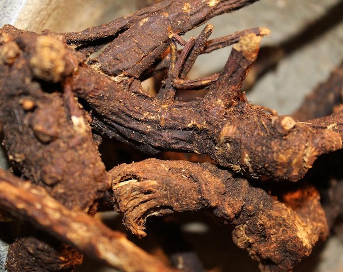 Osha Root - Wild Harvested Fresh Organic Herbs - Etsy