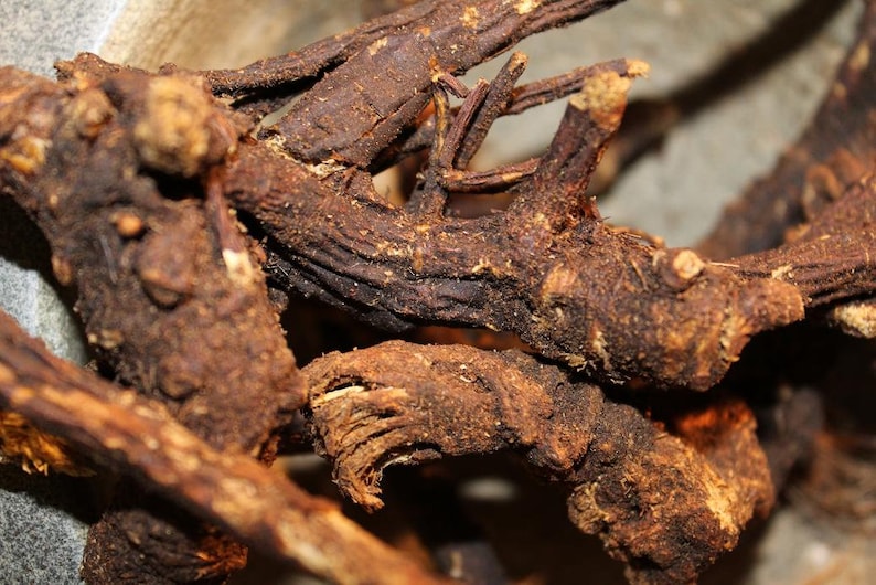 Osha Root - Wild Harvested Fresh Organic Herbs - Etsy