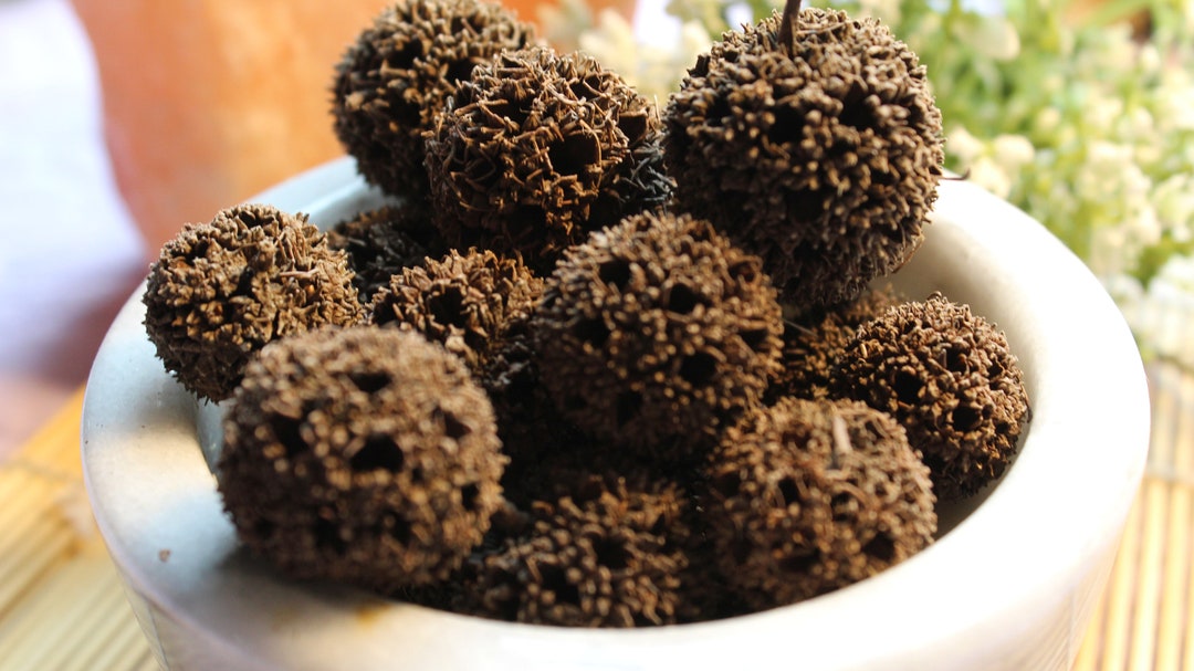 Sweetgum Pods, Dried Fruit - Etsy