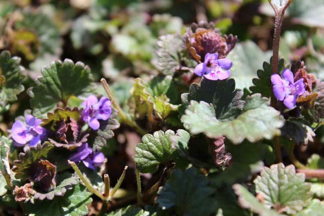 Henbit, Ground Ivy - Appalachian Mountains Wild Herb Harvest - Etsy
