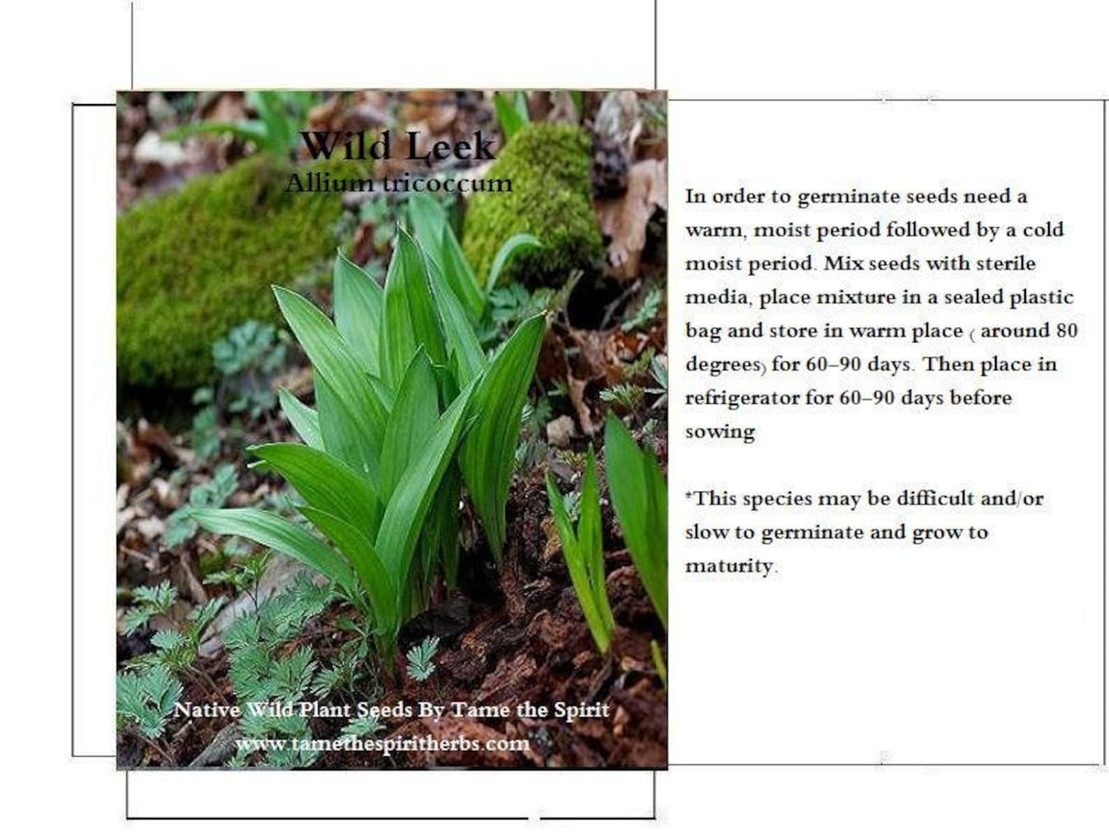 Wild Leek Seeds Ramp Native Seeds Wild Harvest - Etsy