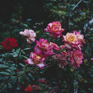 Rose Seeds - Rosa Chinensis, Angel Wings - Grow Your Own Herbs! - Etsy