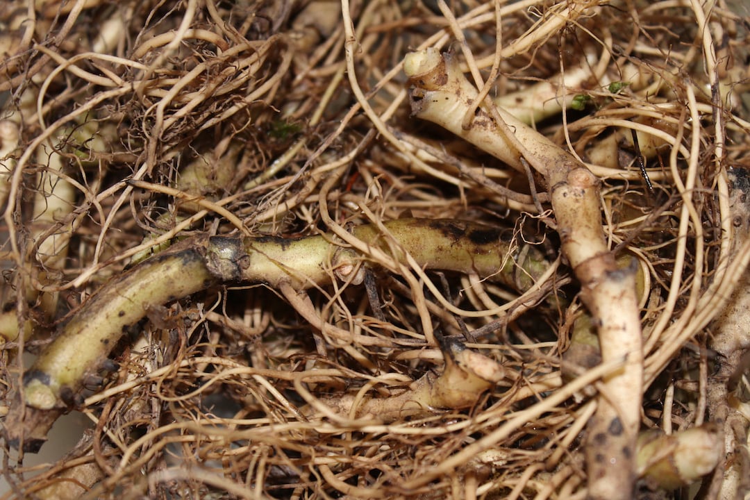 Wild Ginger Root Herb - Dried, Fall 2025 Appalachian Mountains Wild ...