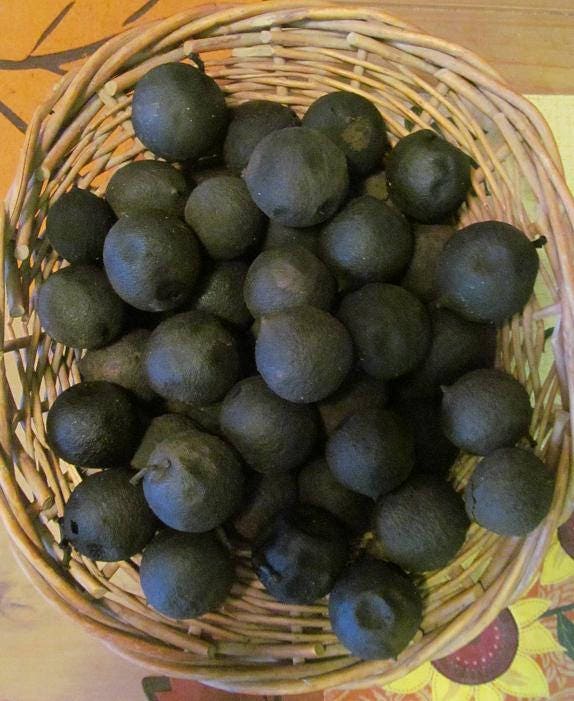 Black Walnut Hull Powder Wild Harvested in the Appalachian - Etsy