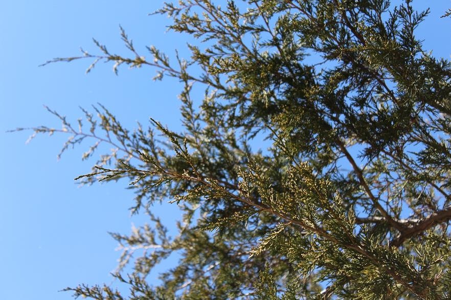 Cedar Tips - Fresh Organic Herbs, Wild Harvested Daily From the ...