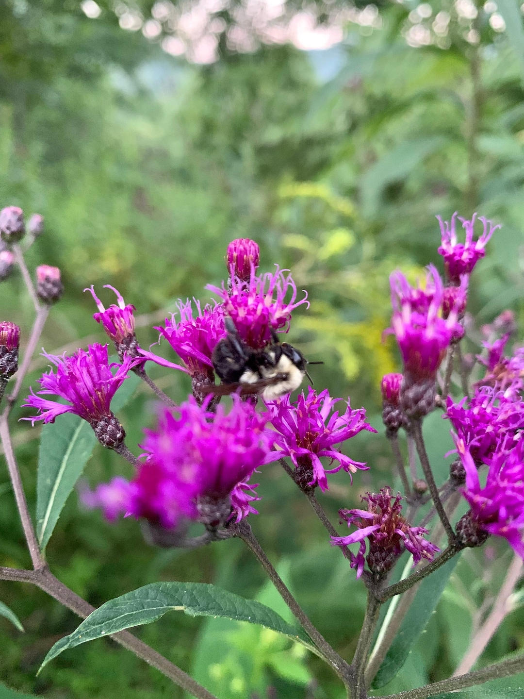 Iron Weed Seeds - Grow Your Own Wildflower Garden - Etsy
