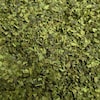 Thai Dwarf Mulberry; Cuttings, Unrooted - Etsy