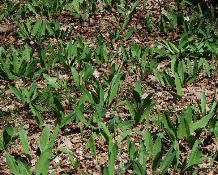 Wild Leek Seeds Ramp Native Seeds Wild Harvest - Etsy